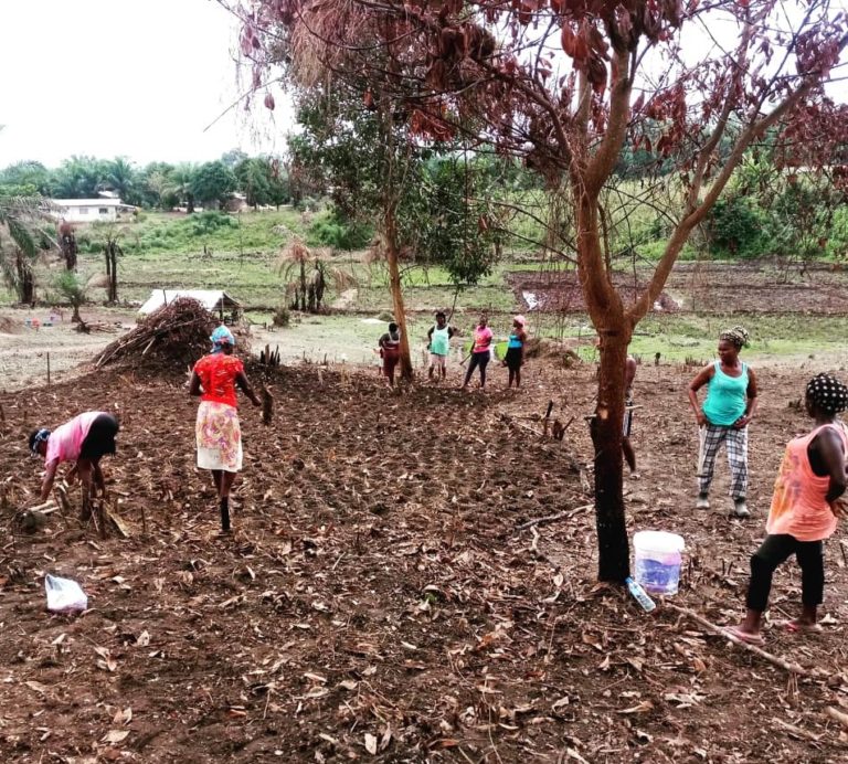 Gallery | LIBERIA AGRICULTURE for NATIONAL DEVELOPMENT (LAND) Liberia